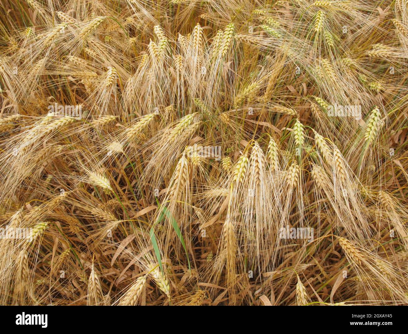 Barley texture hi-res stock photography and images - Alamy