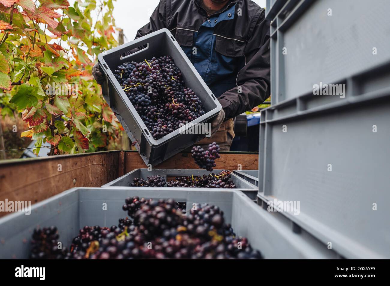 REMICH, LUXEMBOURG-OCTOBER 2021: Reportage at the seasonal Pinot Noir grapes harvesting in the ...