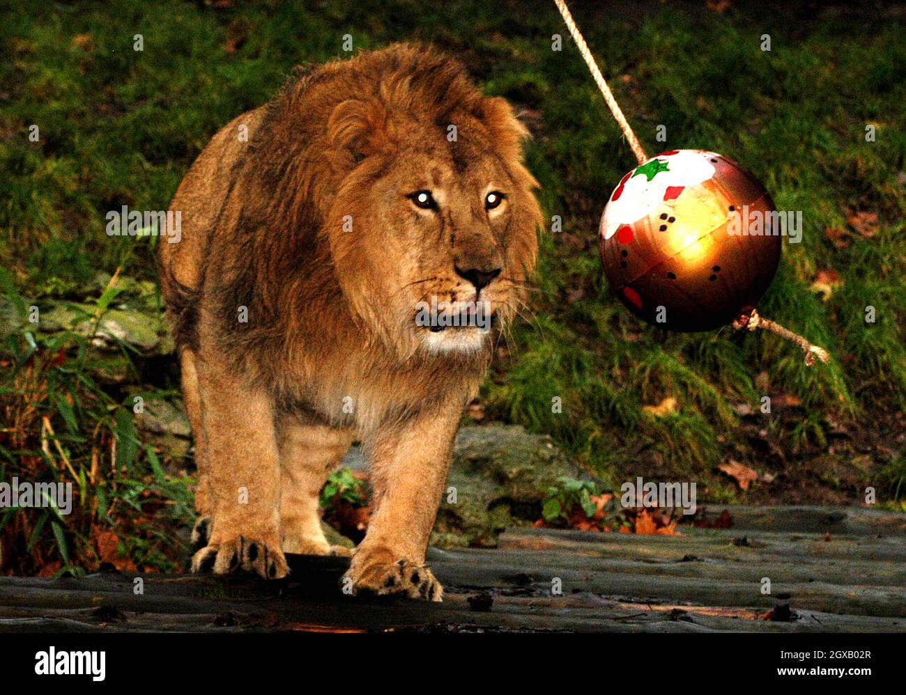 Lucifer the lion hi-res stock photography and images - Alamy