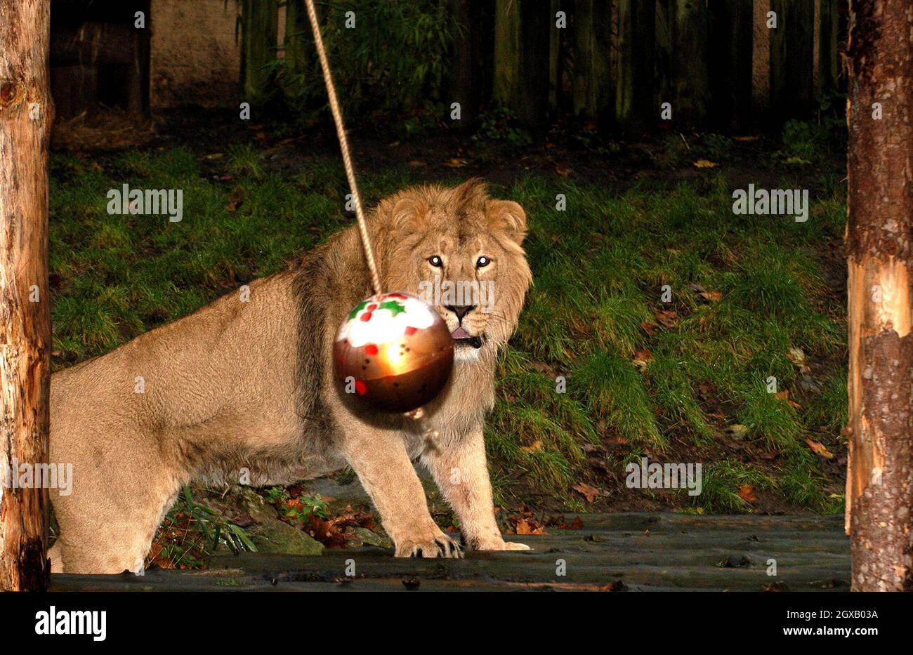 Lucifer the male lion tries to break the Christmas pudding and find the ...