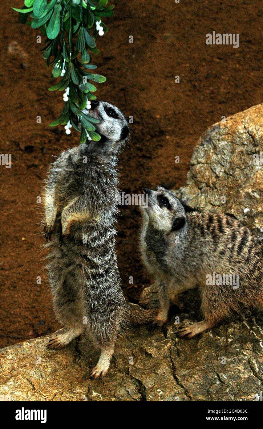 The meerkats, Marvin and Mara, enjoy getting into the festive spiirit ...
