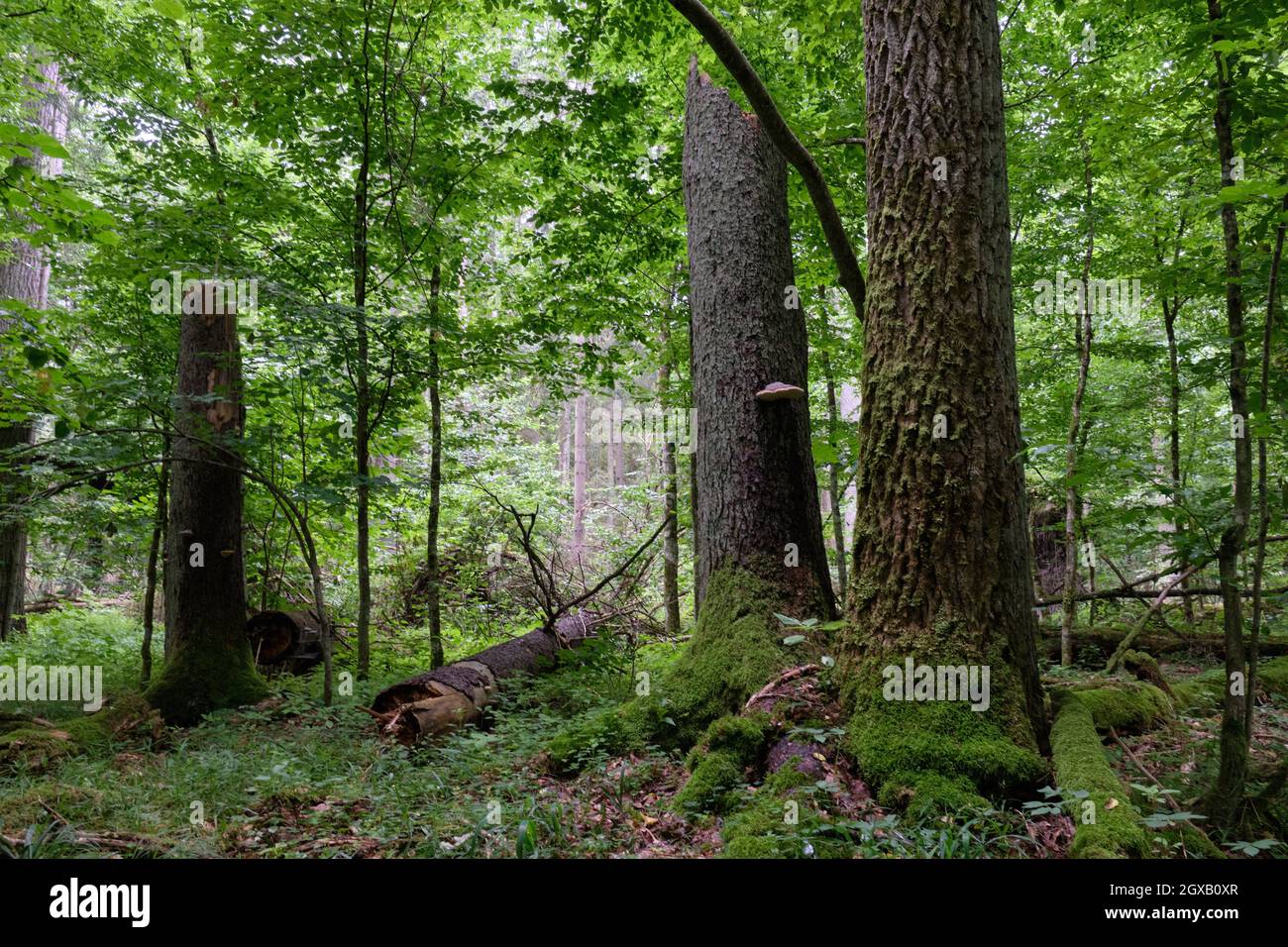 Dead deciduous tree hi-res stock photography and images - Alamy