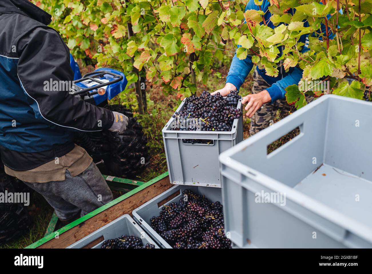 REMICH, LUXEMBOURG-OCTOBER 2021: Reportage at the seasonal Pinot Noir grapes harvesting in the ...