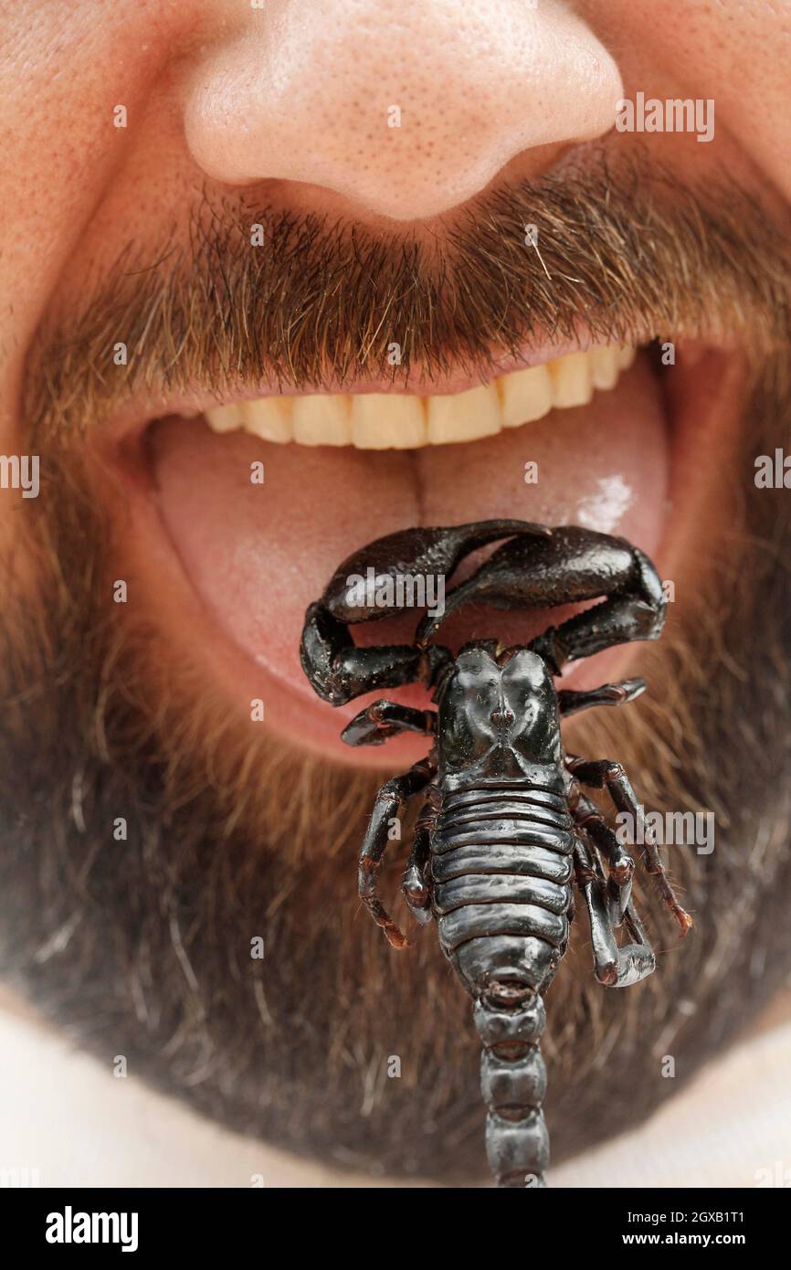Scorpion eating scorpion hi-res stock photography and images - Alamy