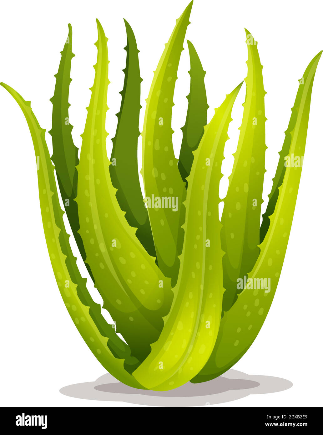 Blue aloe Stock Vector Images - Alamy