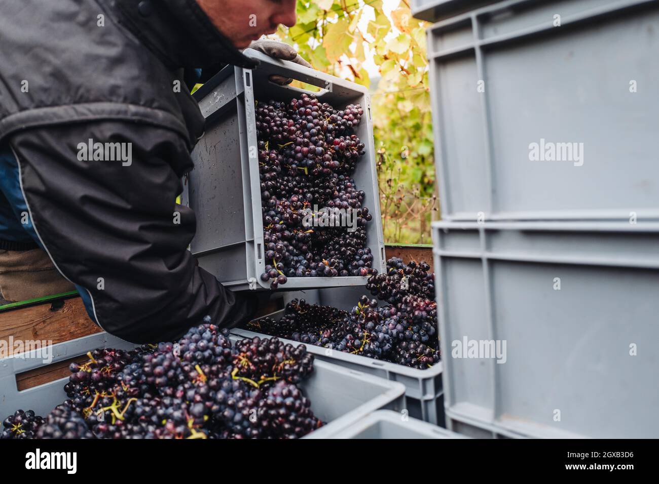 REMICH, LUXEMBOURG-OCTOBER 2021: Reportage at the seasonal Pinot Noir grapes harvesting in the ...