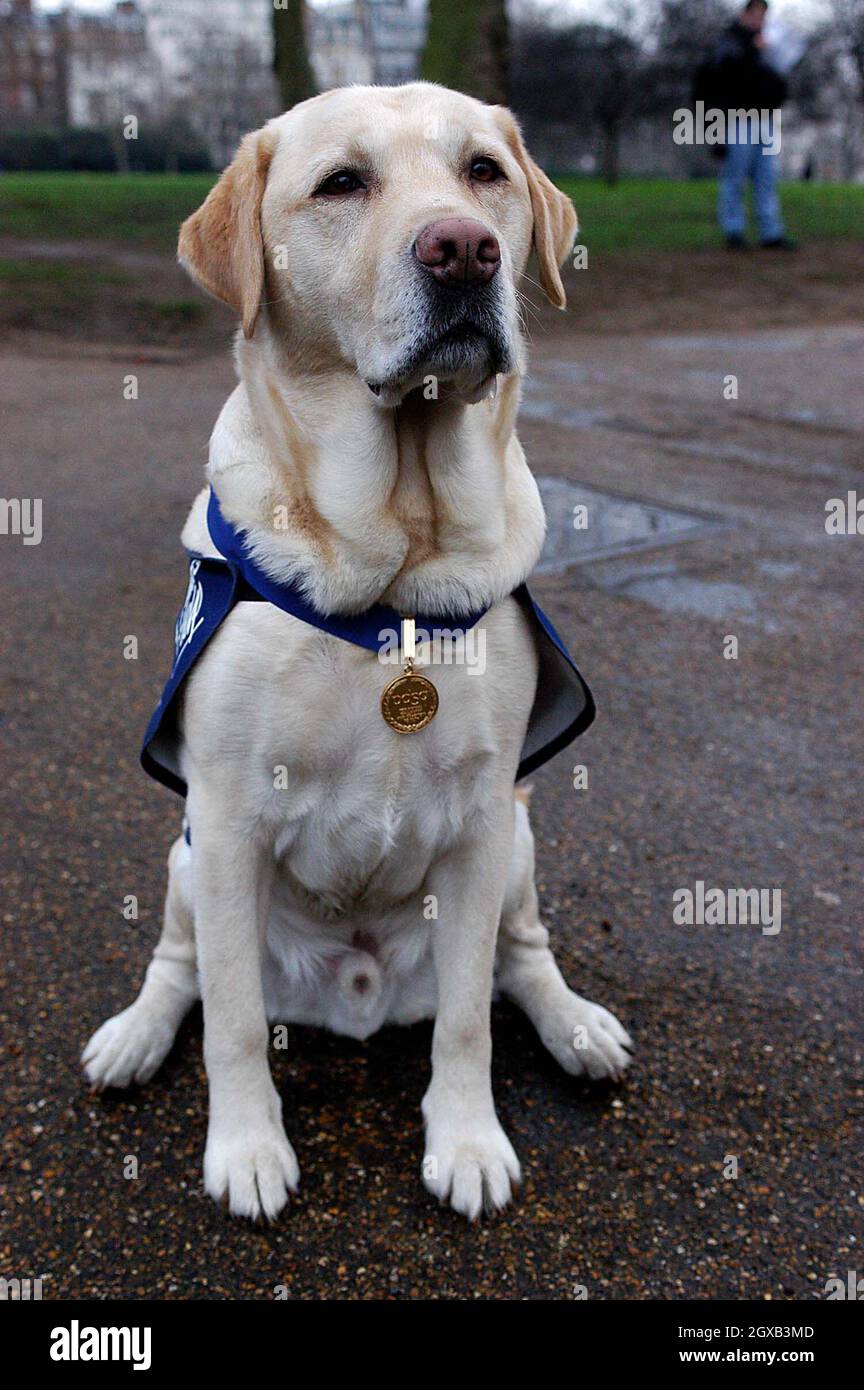 Endal at Crufts National Launch Photocall, Green Park. Endal helps his ...