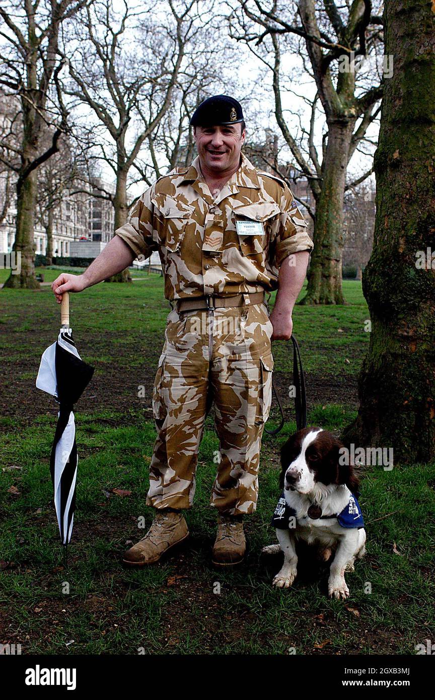 Buster, the Springer Spaniel that detected weapons and explosives in ...