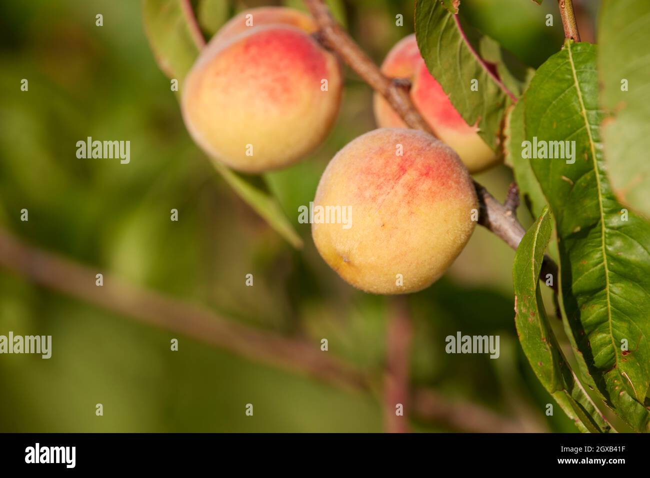 three peaches on a branch in the sunset sunlight Stock Photo - Alamy