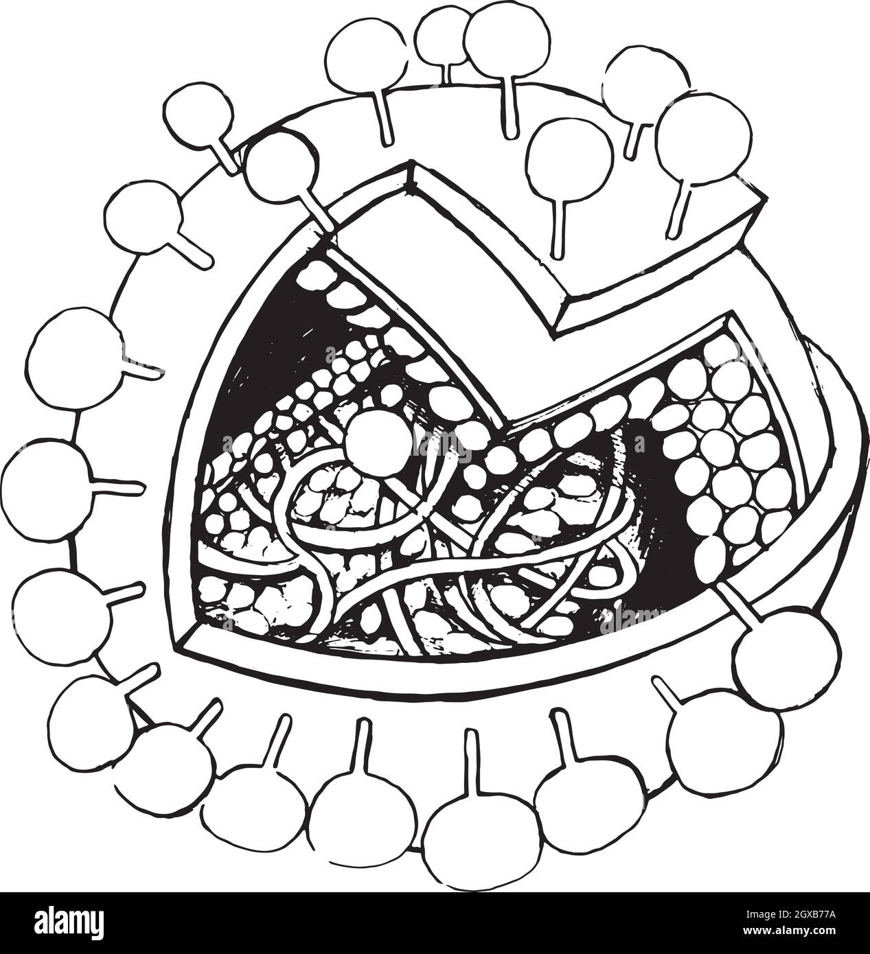 Virus cell drawing isolated Stock Vector Images - Alamy