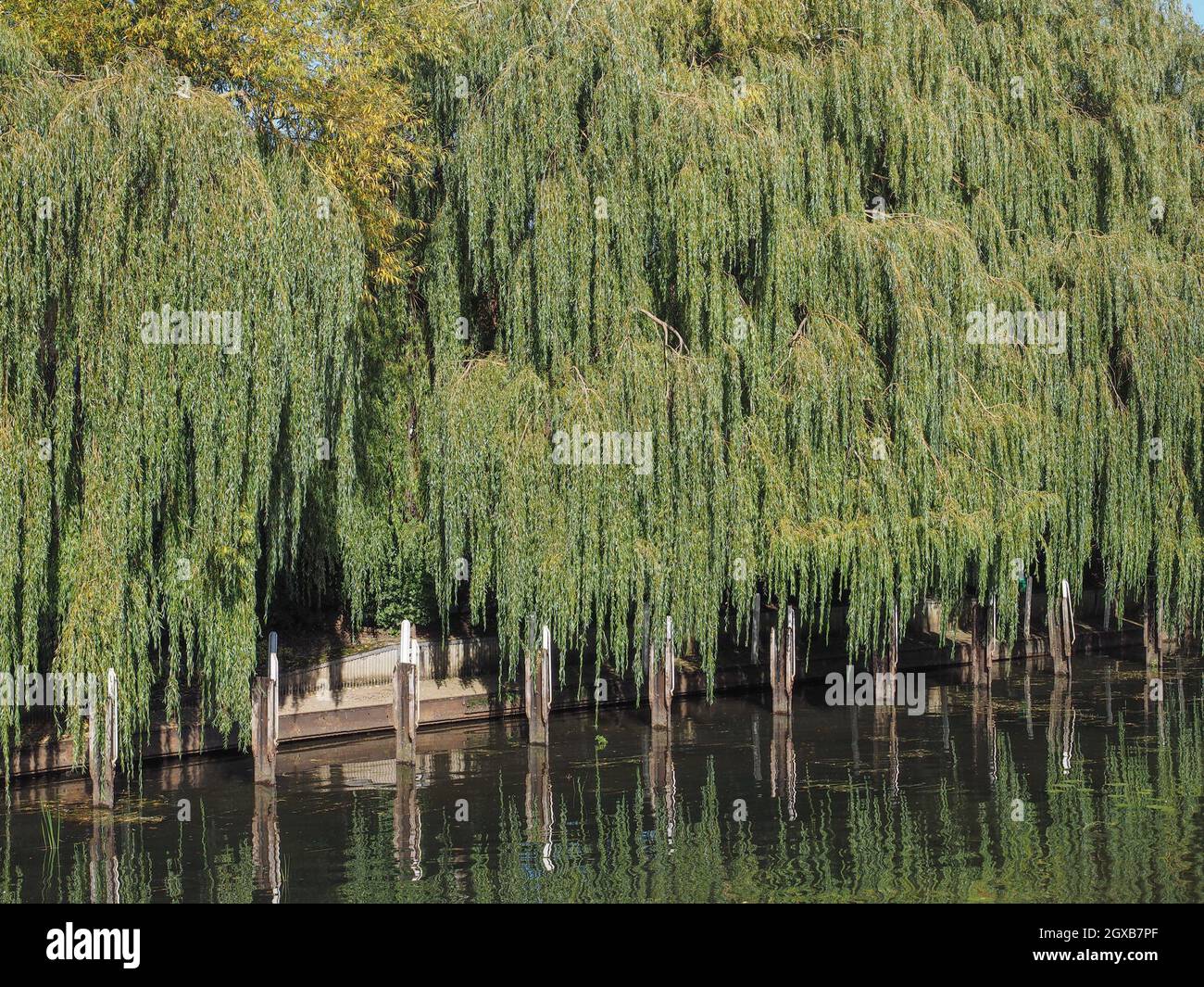 Babylon willow hi-res stock photography and images - Alamy