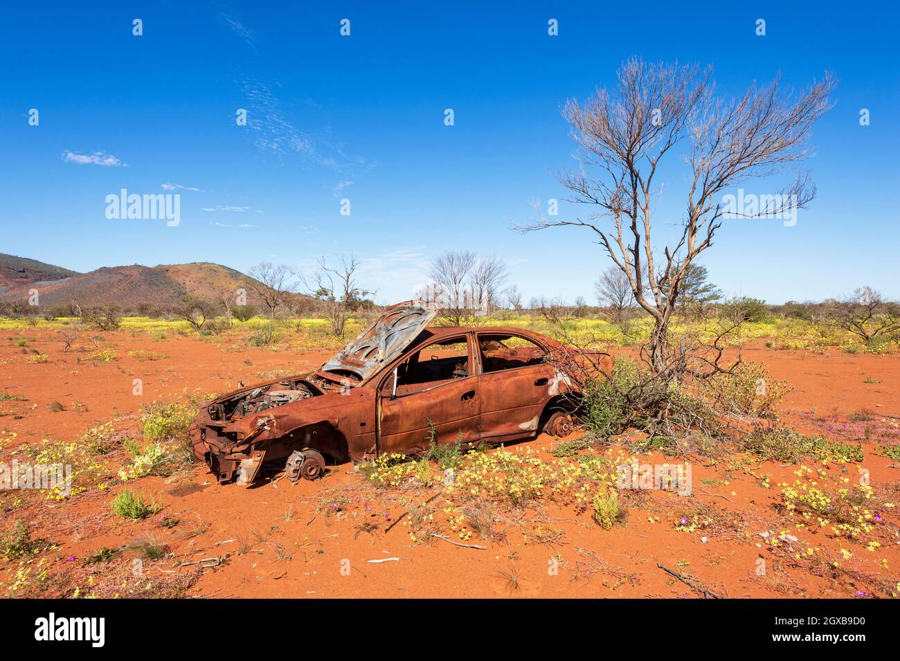 Car wreck surrounded by yellow wildflowers in the Australian Outback ...