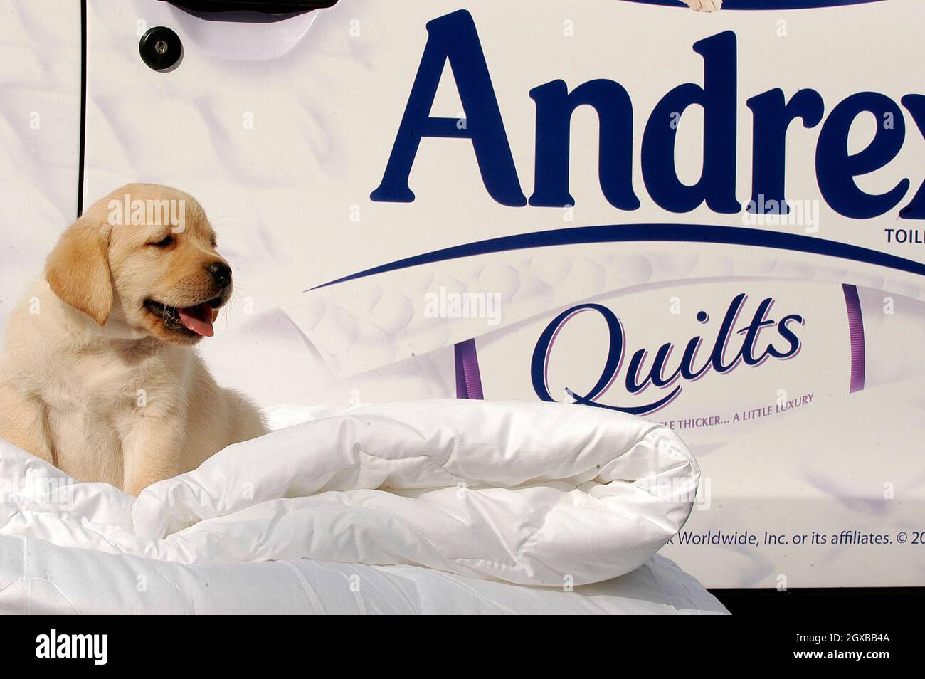 The Andrex Puppy gives his seal of approval to a new fleet of Andrex ...