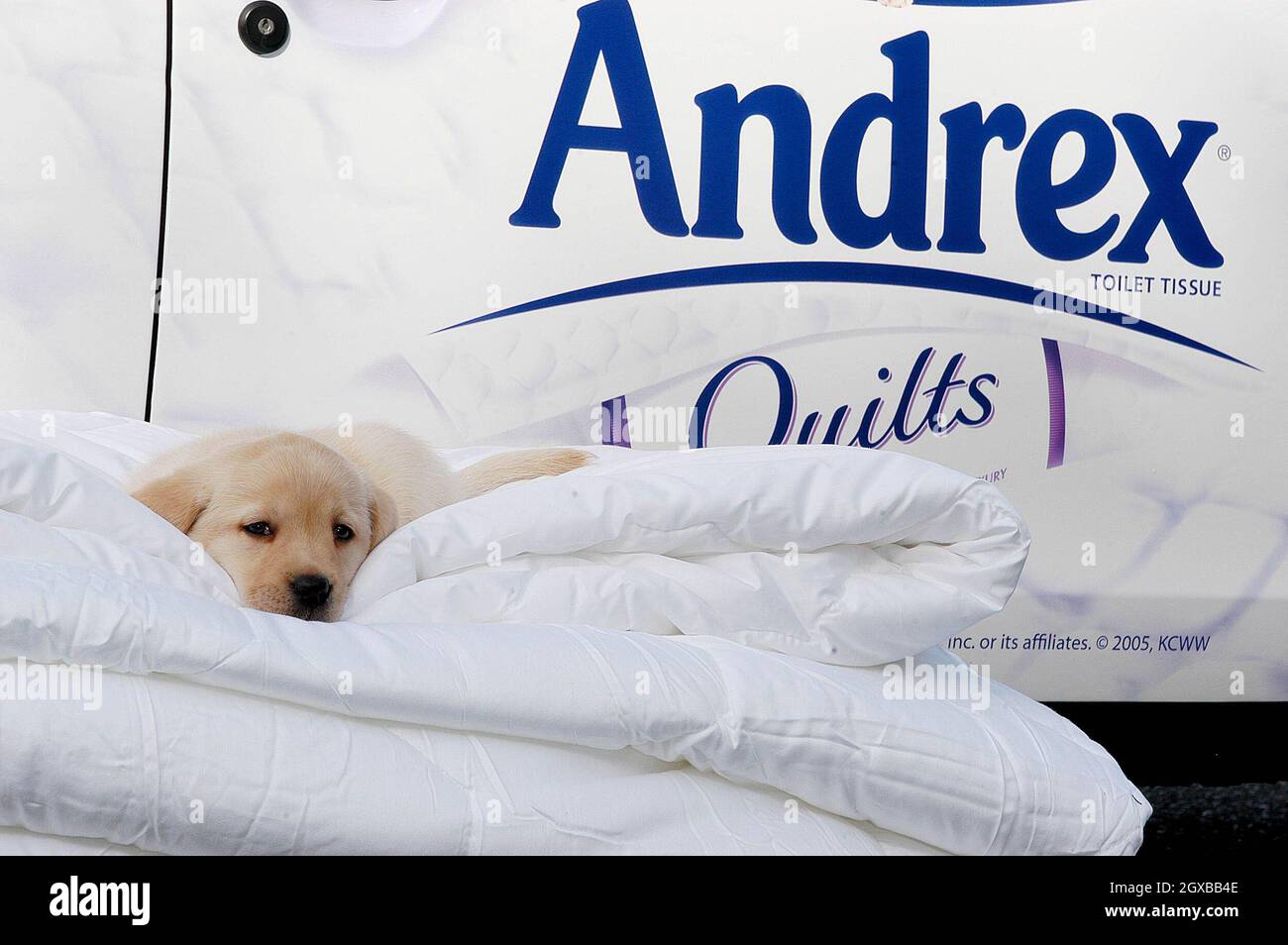 The Andrex Puppy gives his seal of approval to a new fleet of Andrex ...