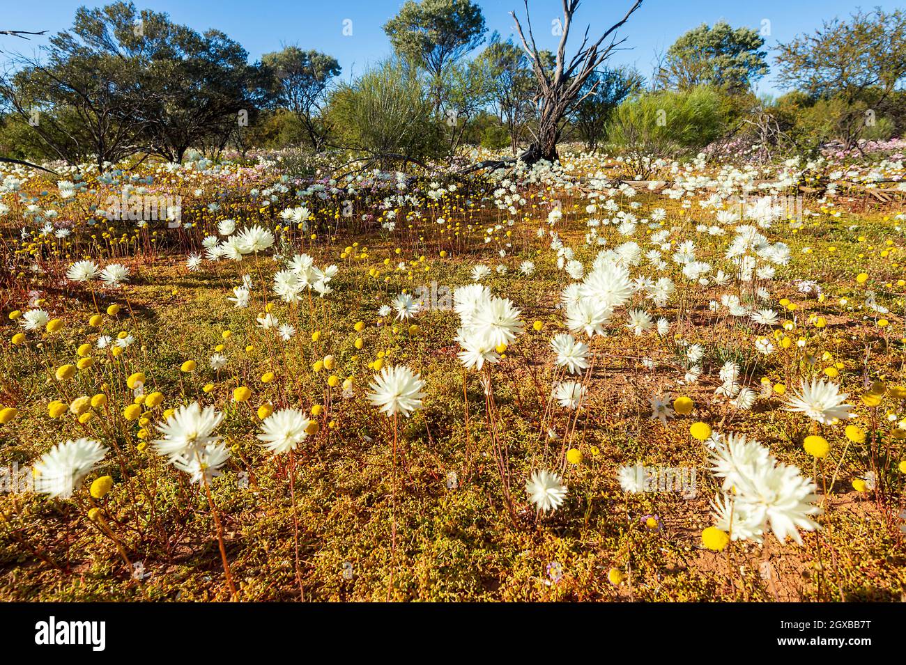 Spectacular display of white wildflowers during desert bloom in spring ...