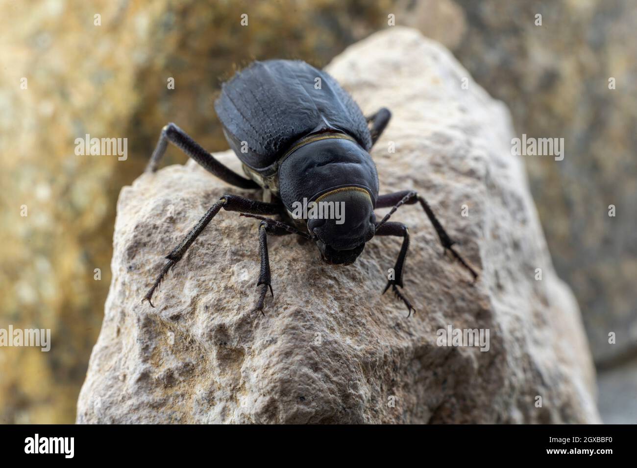 Black darkling beetle hi-res stock photography and images - Alamy