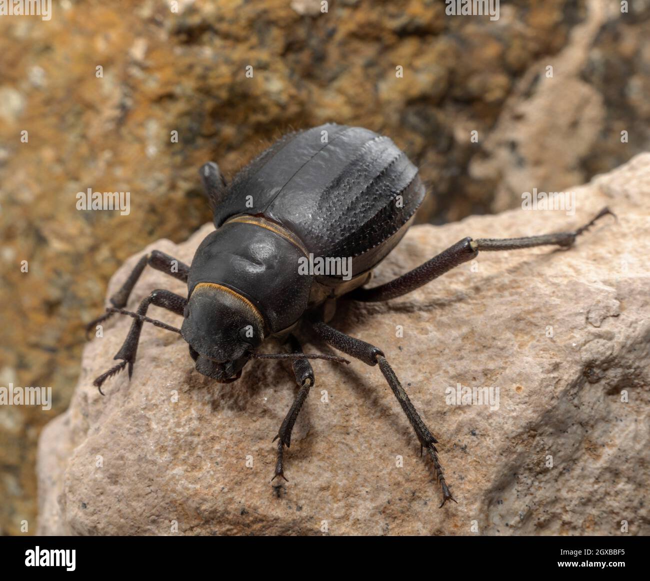 Persian gulf wildlife hi-res stock photography and images - Alamy