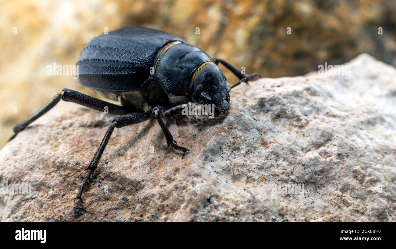 Middle east wildlife hi-res stock photography and images - Alamy