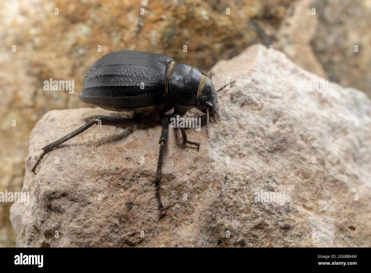 Darkling beetle desert hi-res stock photography and images - Alamy