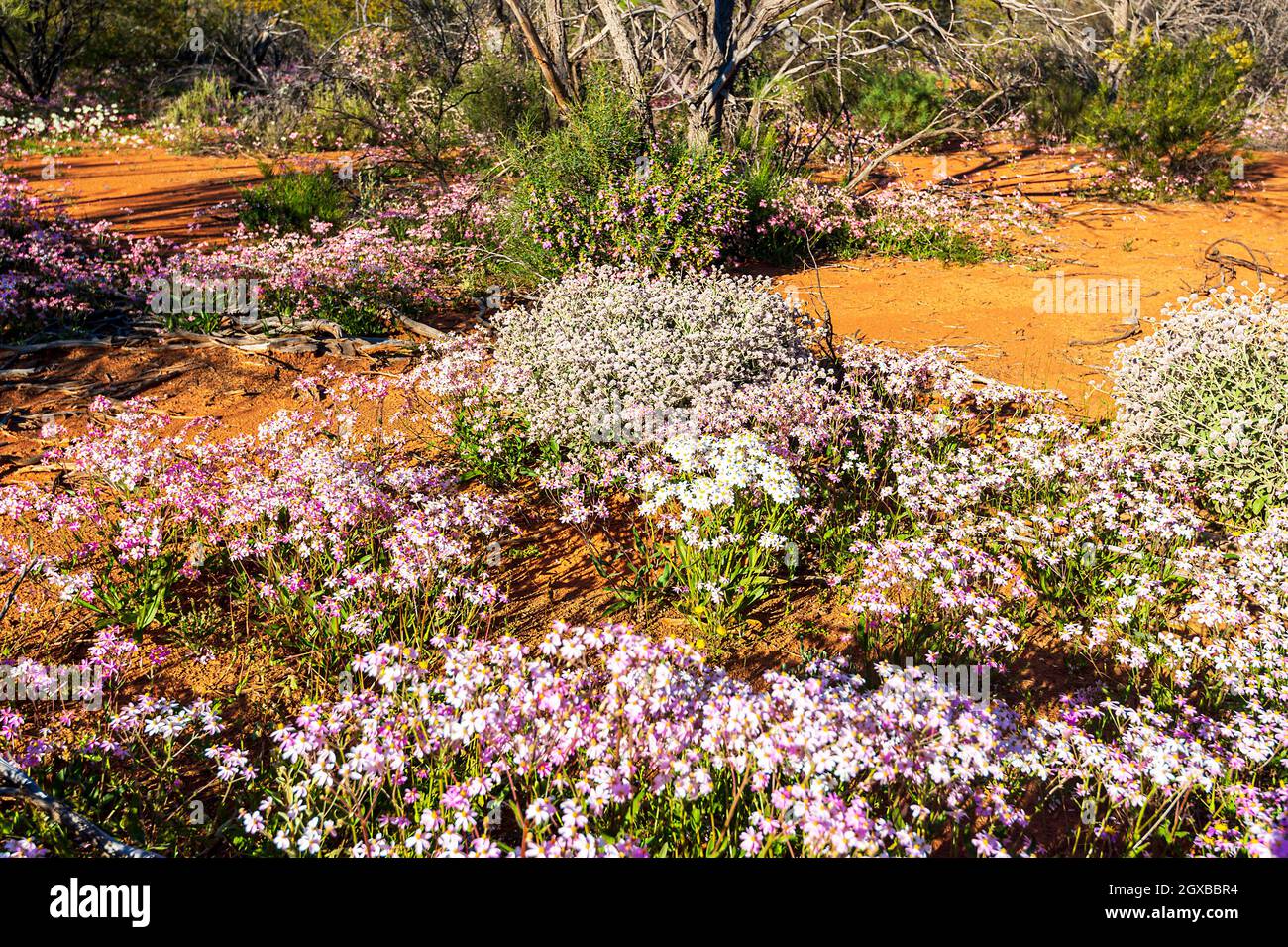 Spectacular display of wildflowers during desert bloom in spring in the ...