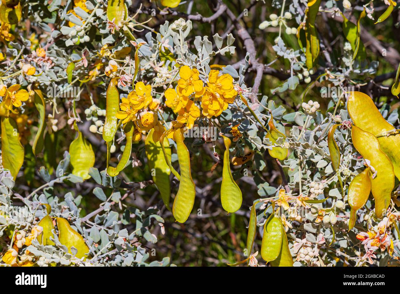 Spectacular display of yellow wildflowers during desert bloom in spring ...