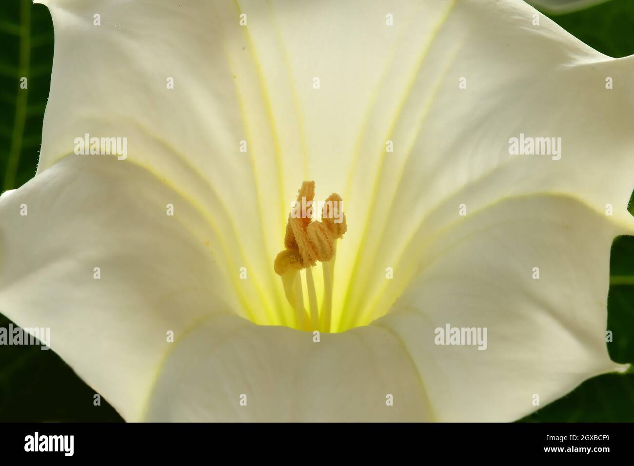 Sacred thornapple hi-res stock photography and images - Alamy