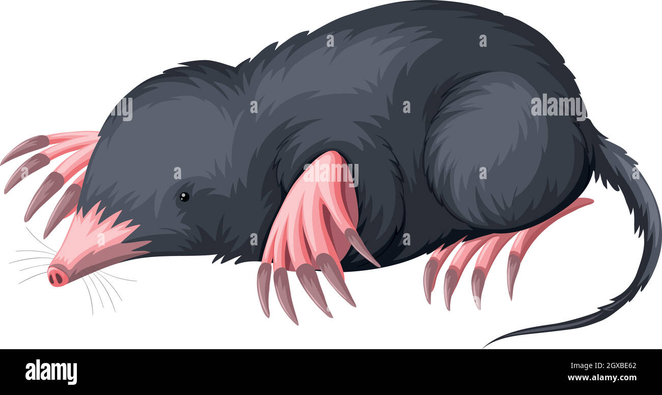 Mole with black fur Stock Vector Image & Art - Alamy