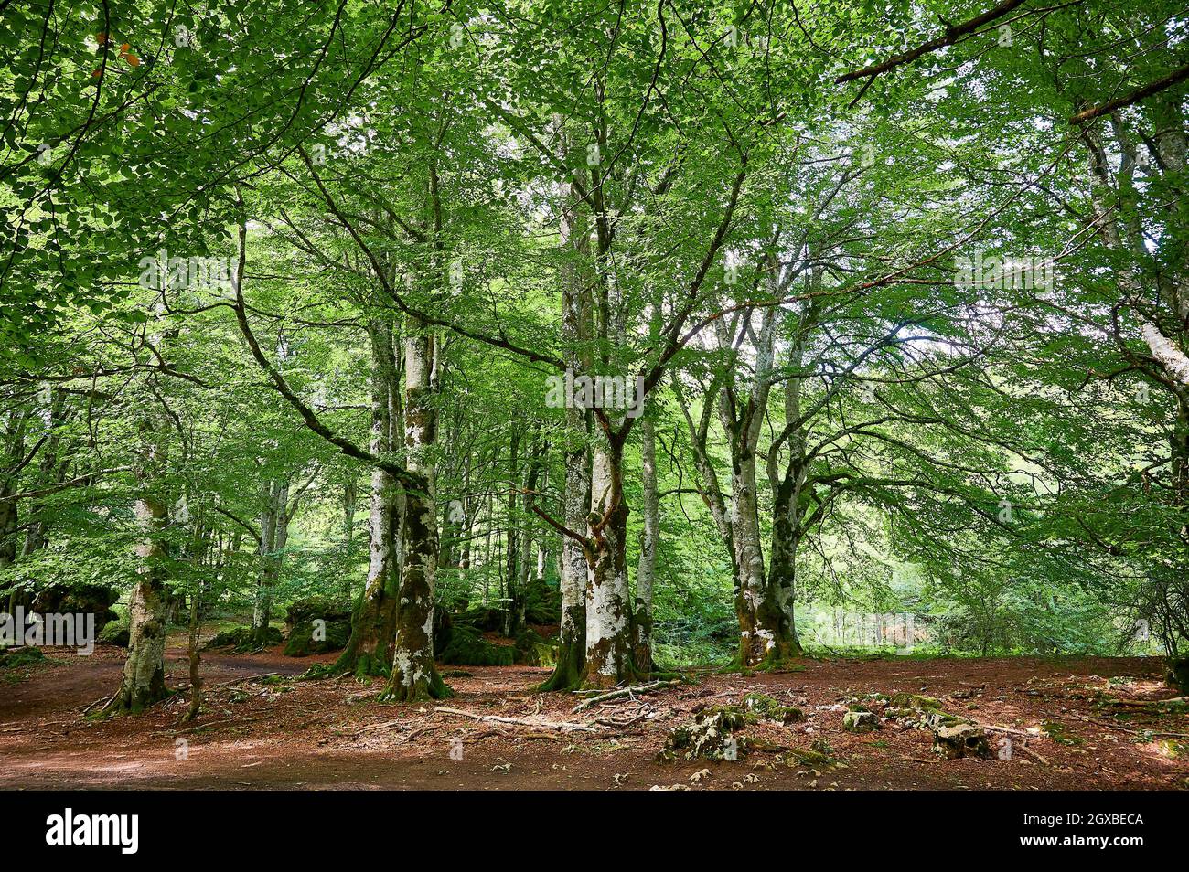 Tree beech leaves summer hi-res stock photography and images - Alamy