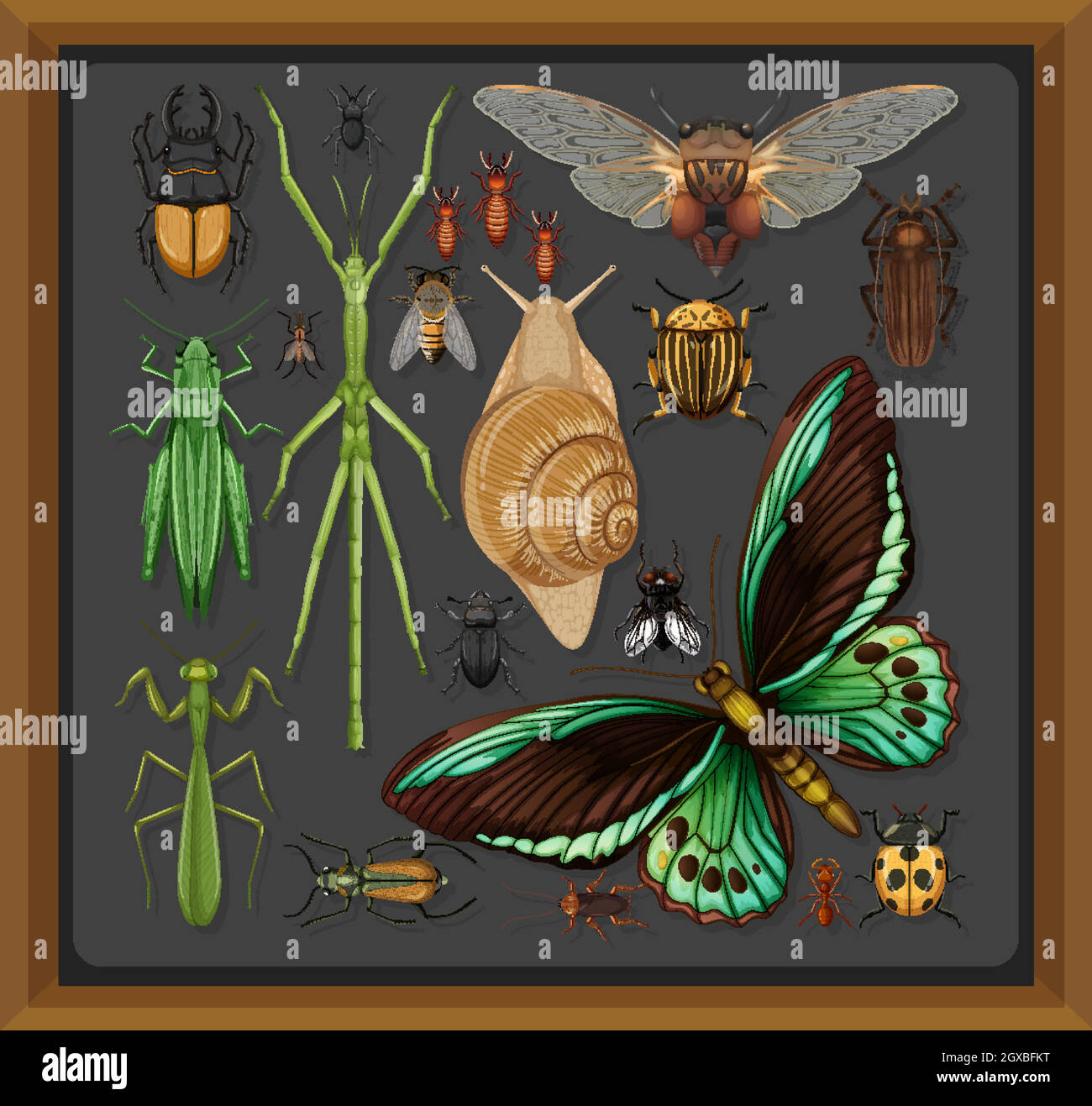 Butterflies in frame Stock Vector Images - Alamy