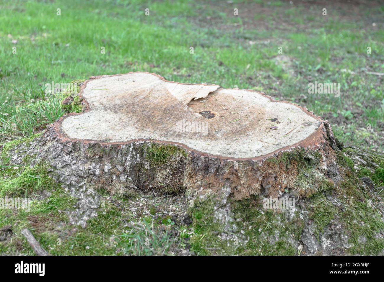 Cutted tree isolated in the forest. Deforestation, industry Stock Photo ...
