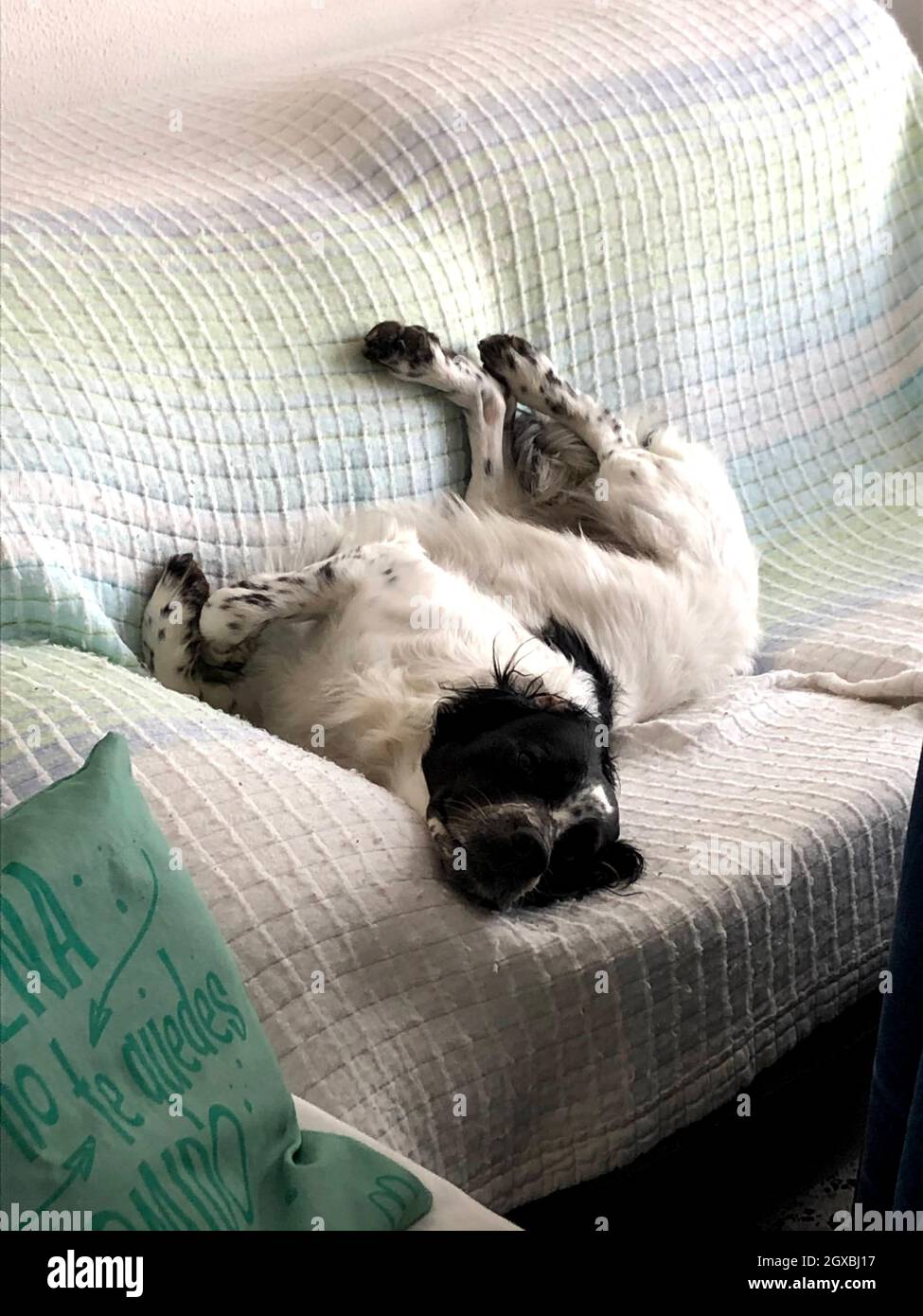Overhead view of a dog lying on a sofa sleeping Stock Photo - Alamy