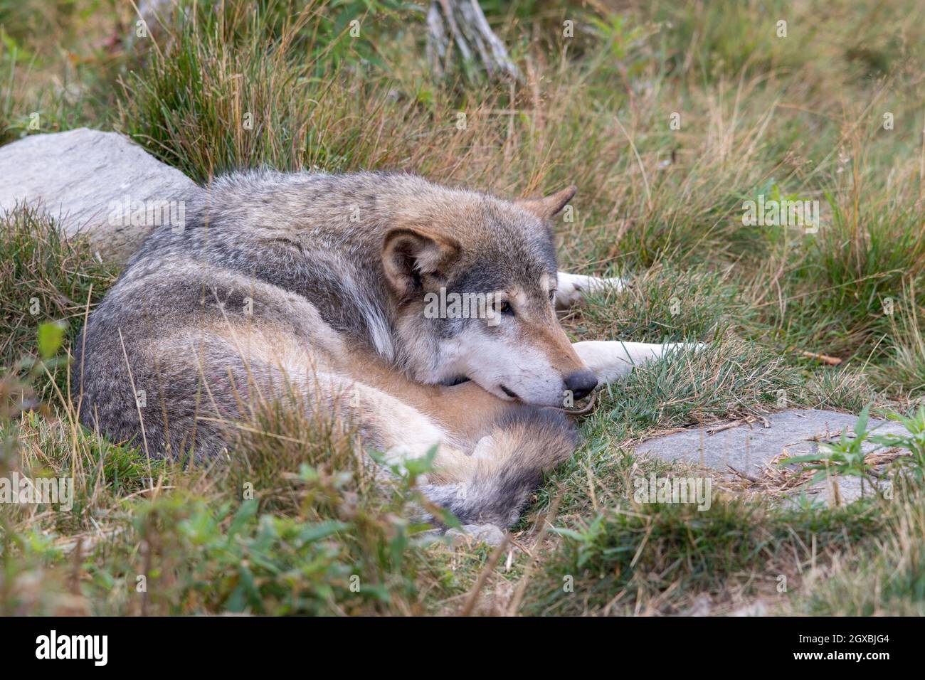 Grey Wolf - Canis lupus - resting in grass Stock Photo - Alamy