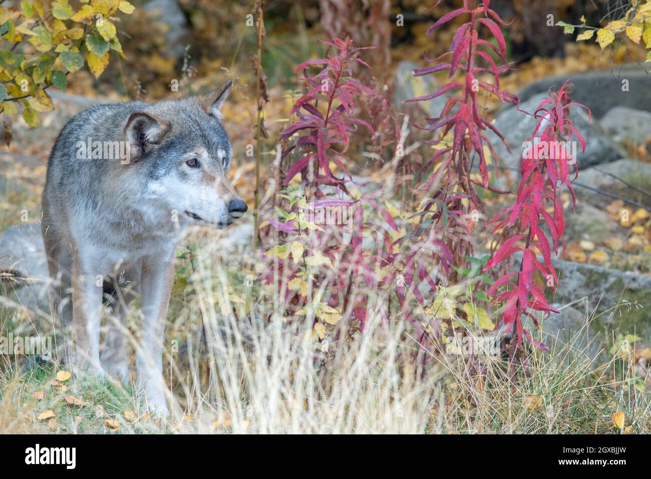 Grey Wolf - Canis lupus - standing in tall grass Stock Photo - Alamy
