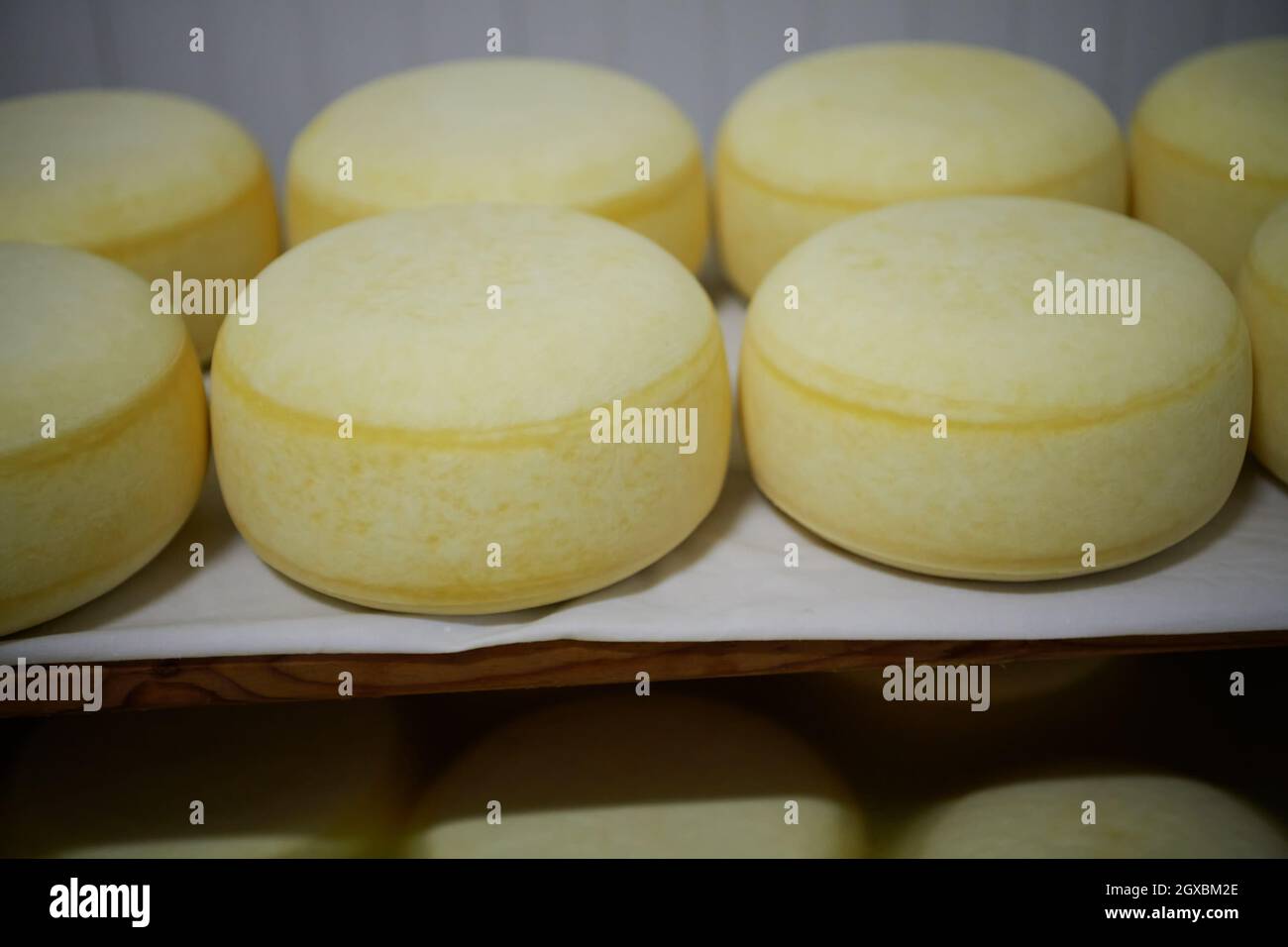 Cheese factory production shelves with aging old cheese local organic ...