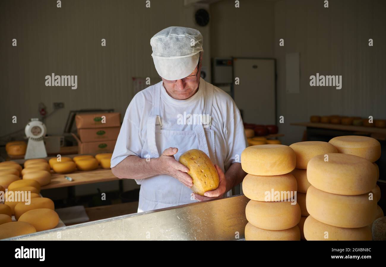 Cheese maker preparing goat and cow cheese wheels during the aging ...