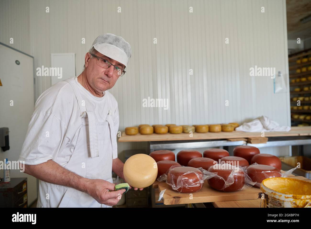 Cheese maker preparing goat and cow cheese wheels during the aging ...