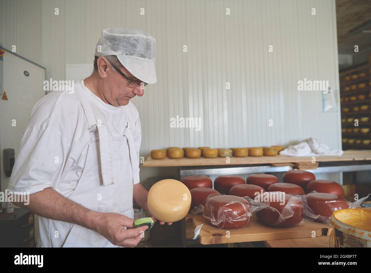 Cheese maker preparing goat and cow cheese wheels during the aging ...