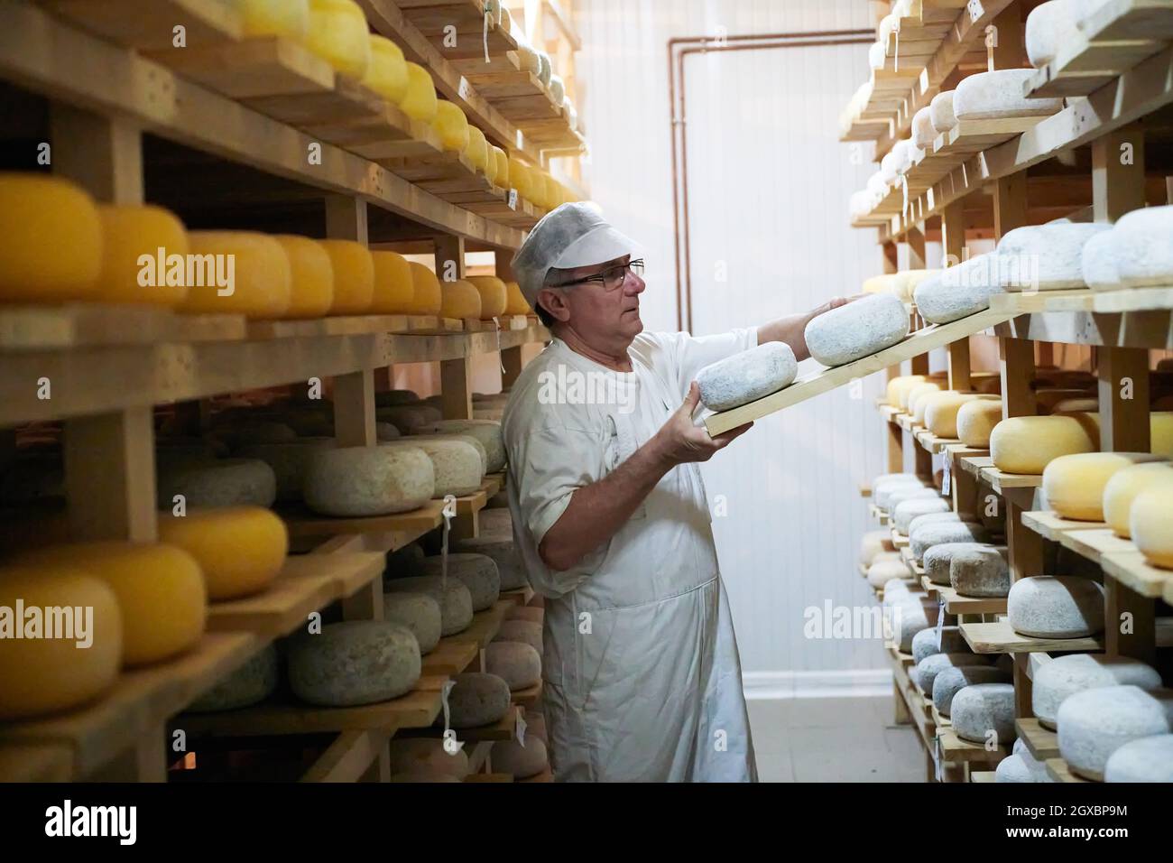 Cheese maker at the storage with shelves full of cow and goat cheese ...