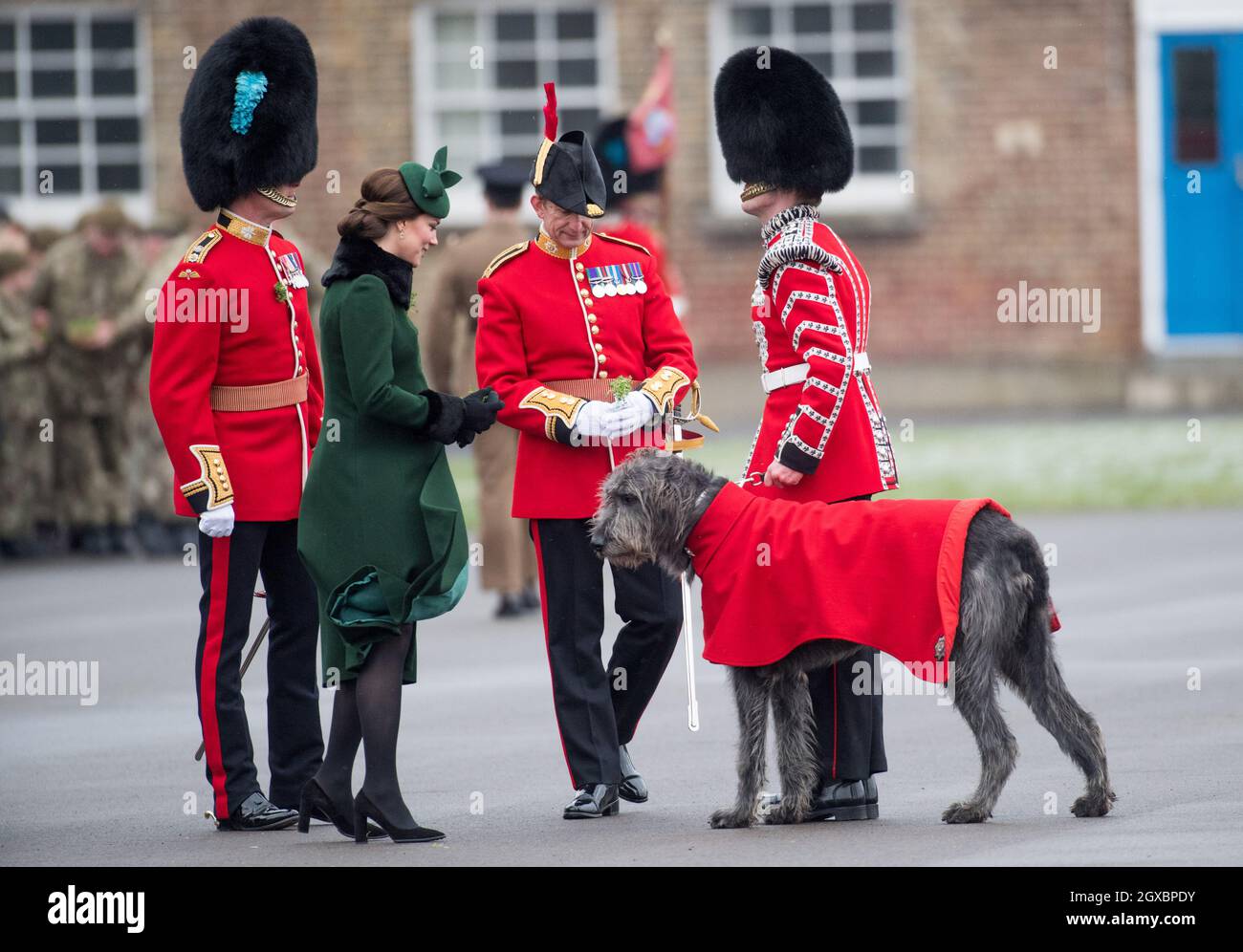 Irish wolfhound regimental mascot hi-res stock photography and images ...