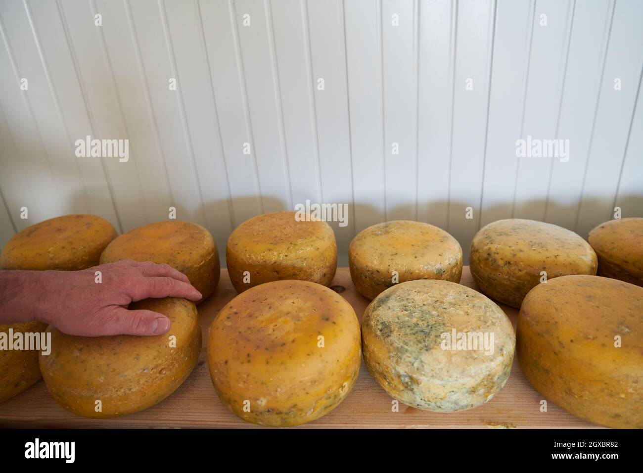 Cheese factory production shelves with aging old cheese local organic ...