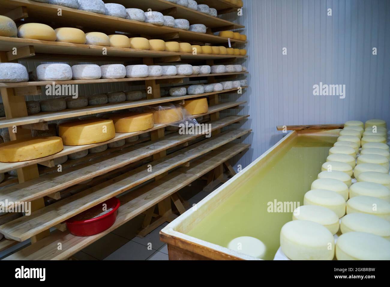 Cheese factory production shelves with aging old cheese local organic ...