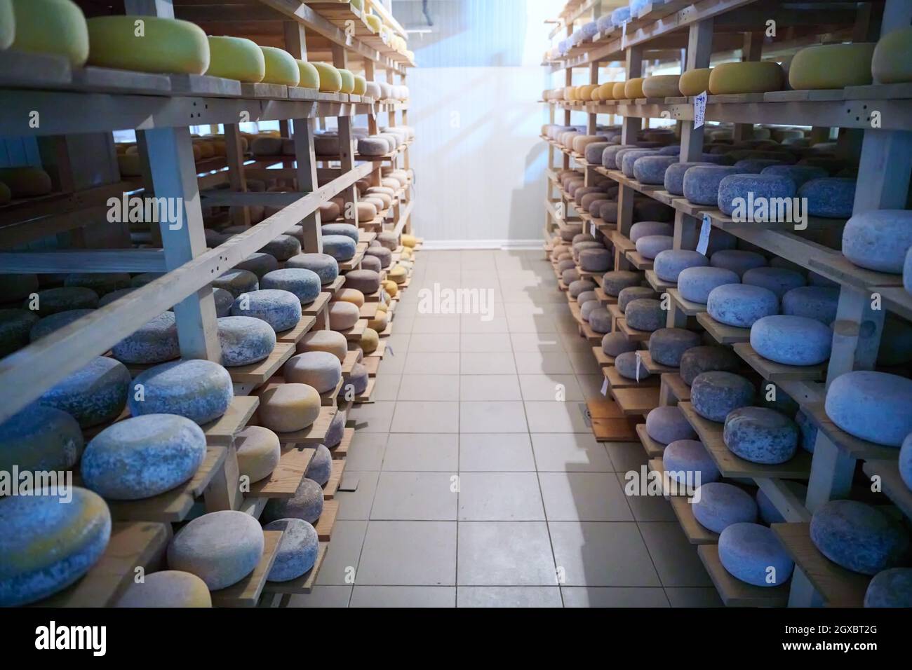 Cheese factory production shelves with aging old cheese local organic ...