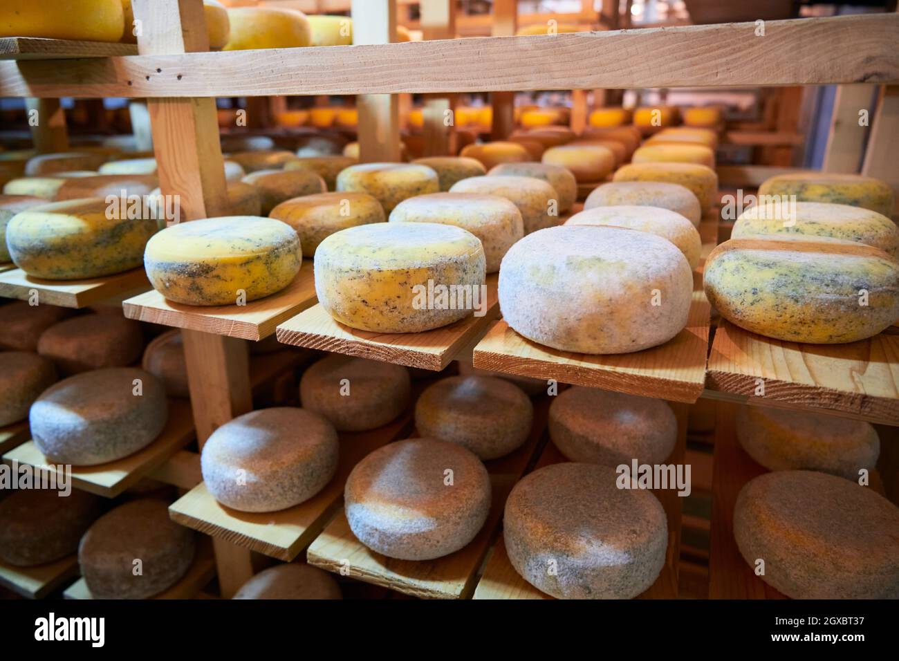 Cheese factory production shelves with aging old cheese local organic ...