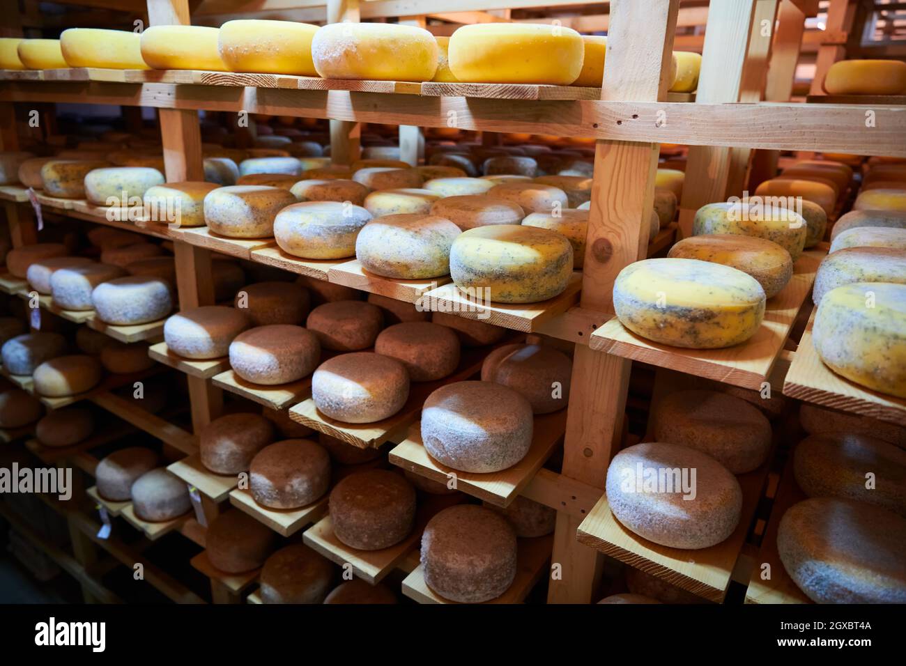 Cheese factory production shelves with aging old cheese local organic ...