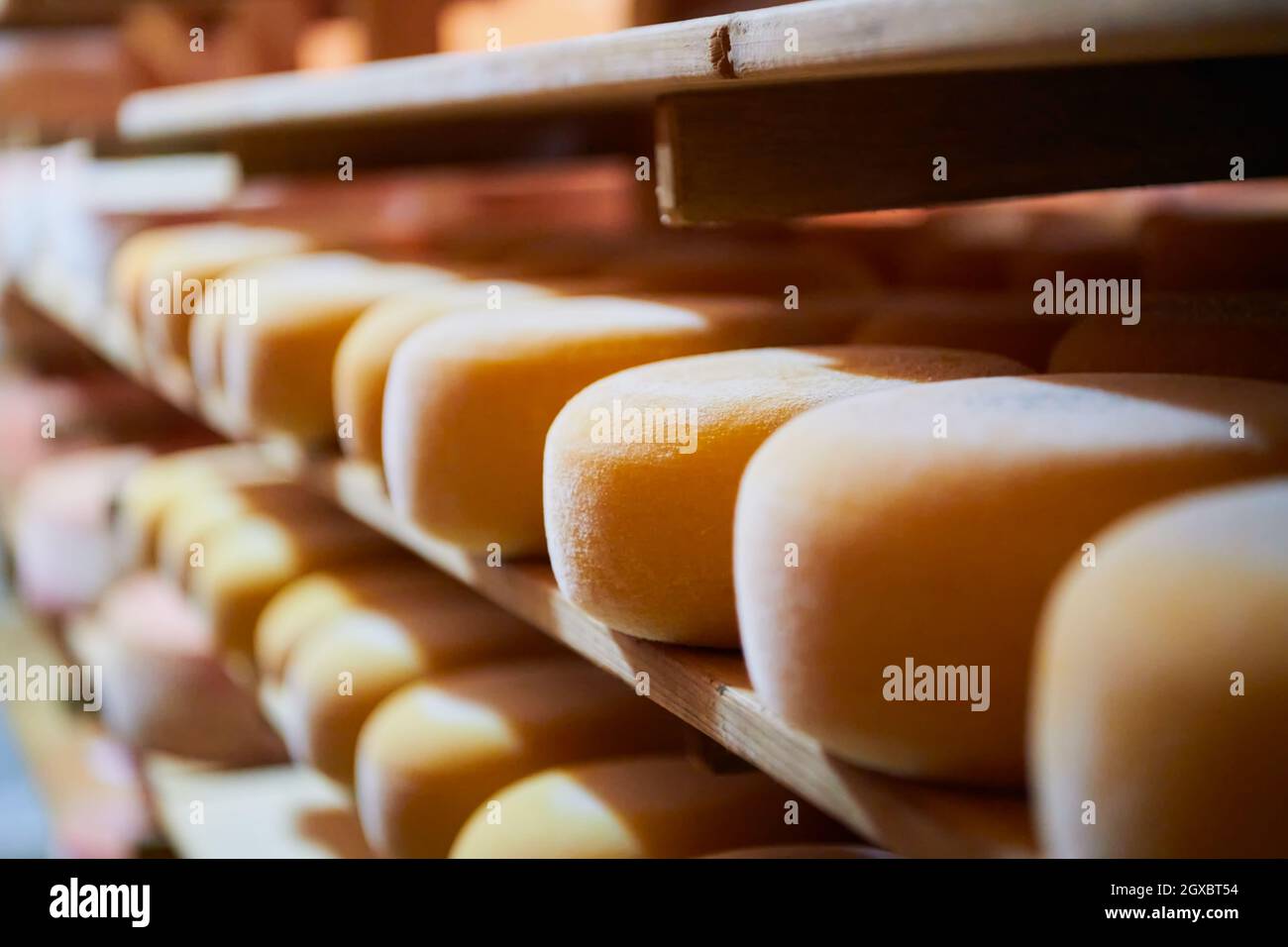 Cheese factory production shelves with aging old cheese local organic ...
