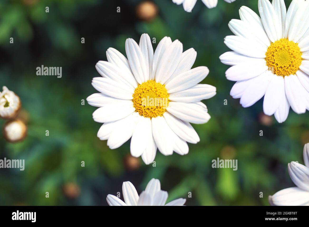 White Daisy flowers, Chamomiles background top view, spring nature ...