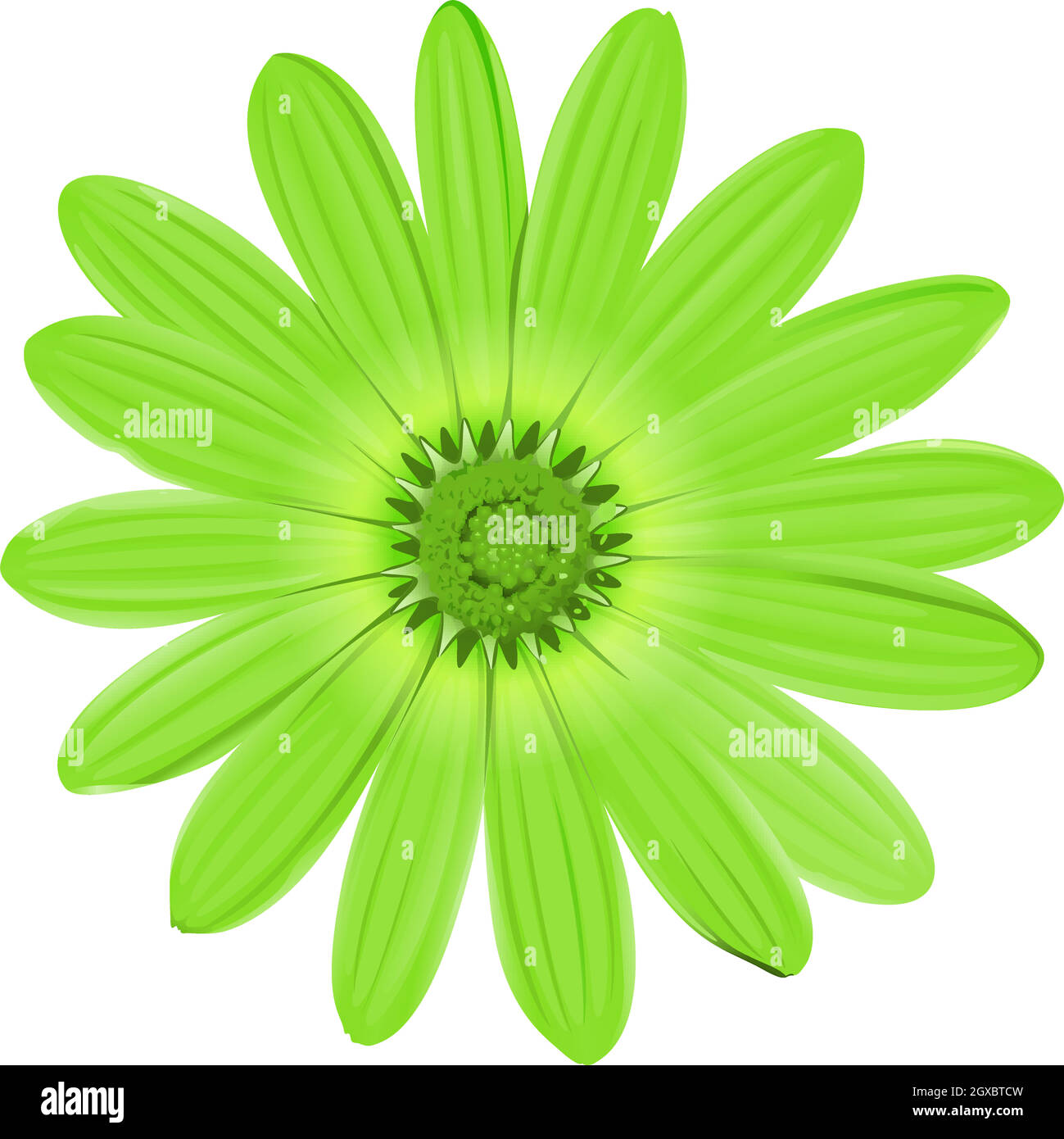 Picture of one flower Stock Vector Images - Alamy