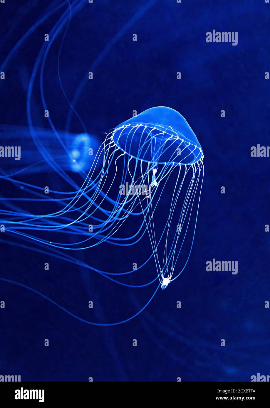 Aequorea victoria hi-res stock photography and images - Alamy