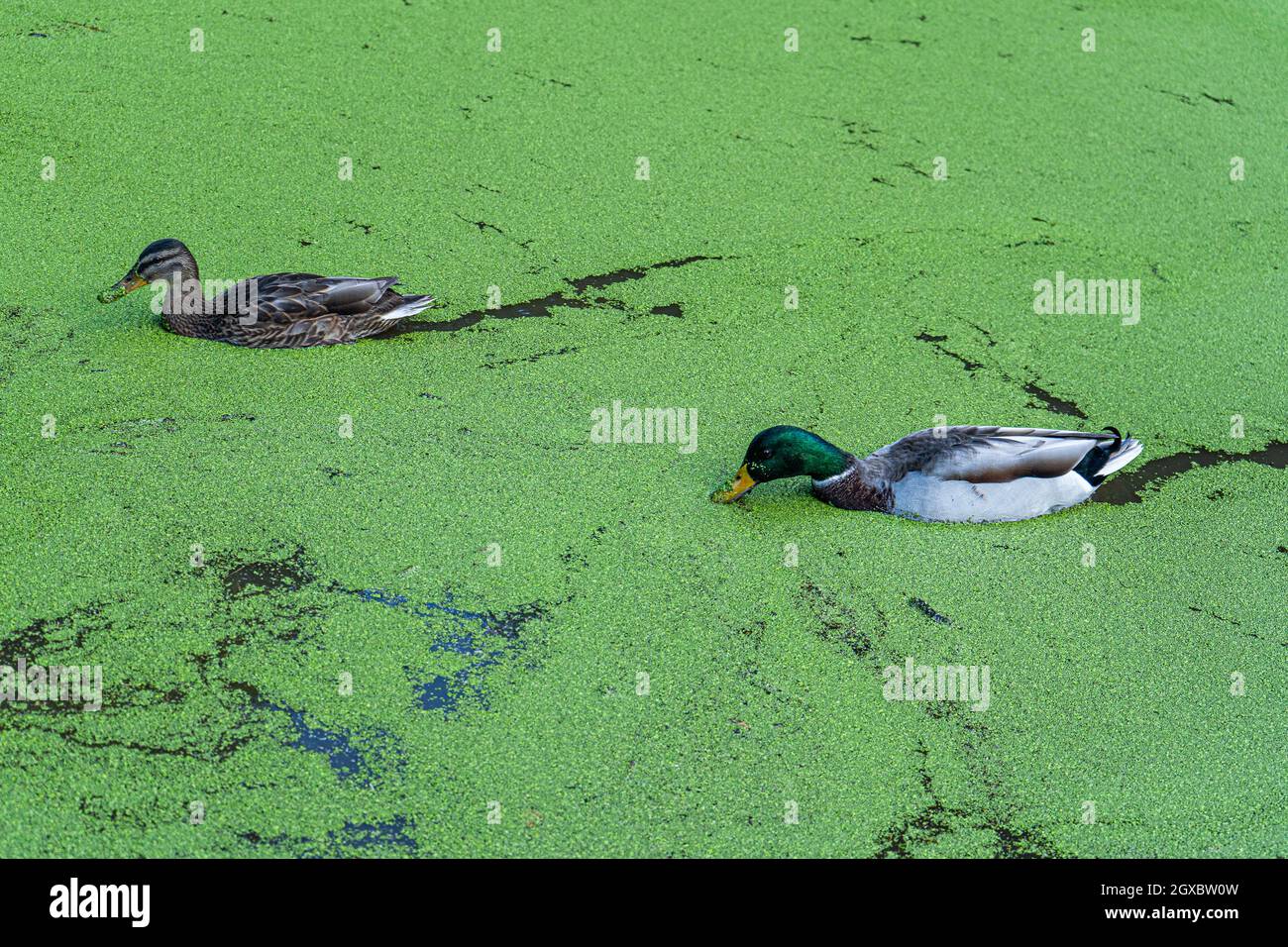 WIMBLEDON LONDON, UK. 5 Oct, 2021. Ducks swimming in a pond on ...