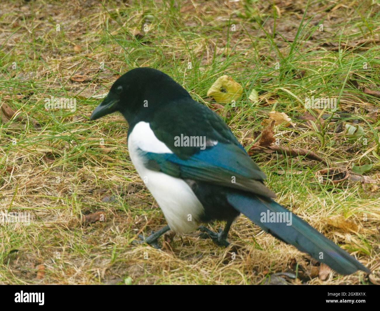 Magpie family hi-res stock photography and images - Alamy
